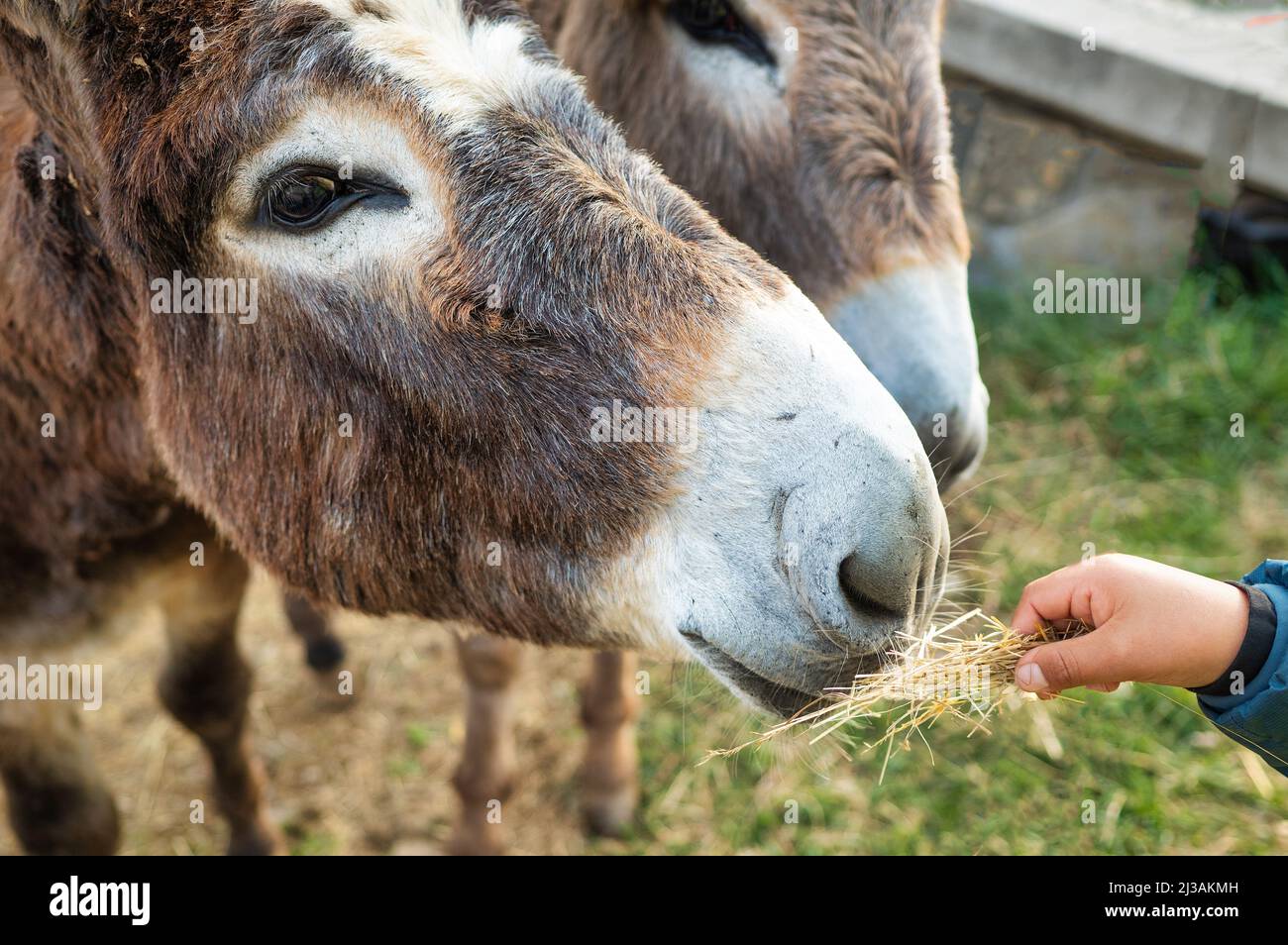 A donkey takes hay from a child's hand Stock Photo - Alamy