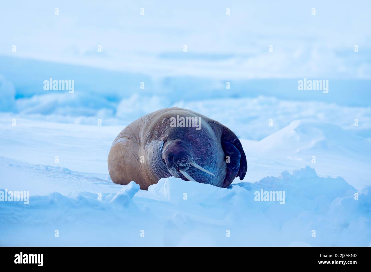 Walrus, Odobenus rosmarus, stick out from blue water on white ice with ...