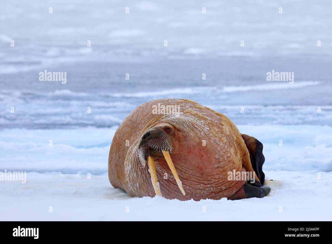 Walrus on cold ice with snow. Walrus, Odobenus rosmarus, stick out from ...