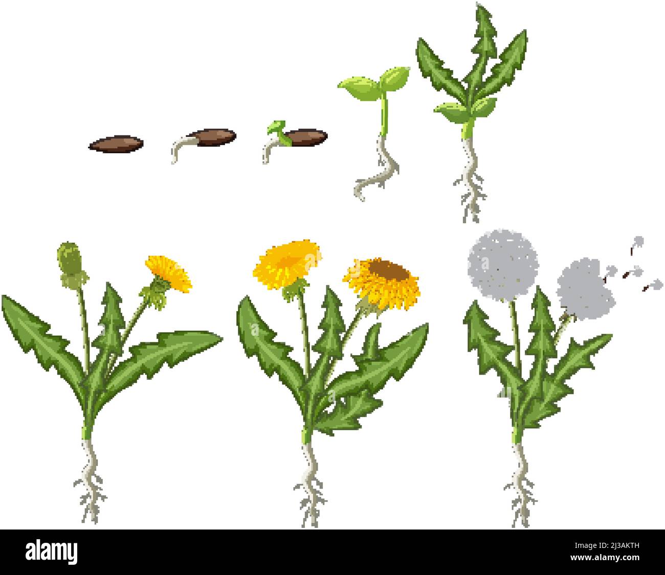 Set of dandelion life cycle illustration Stock Vector Image & Art - Alamy
