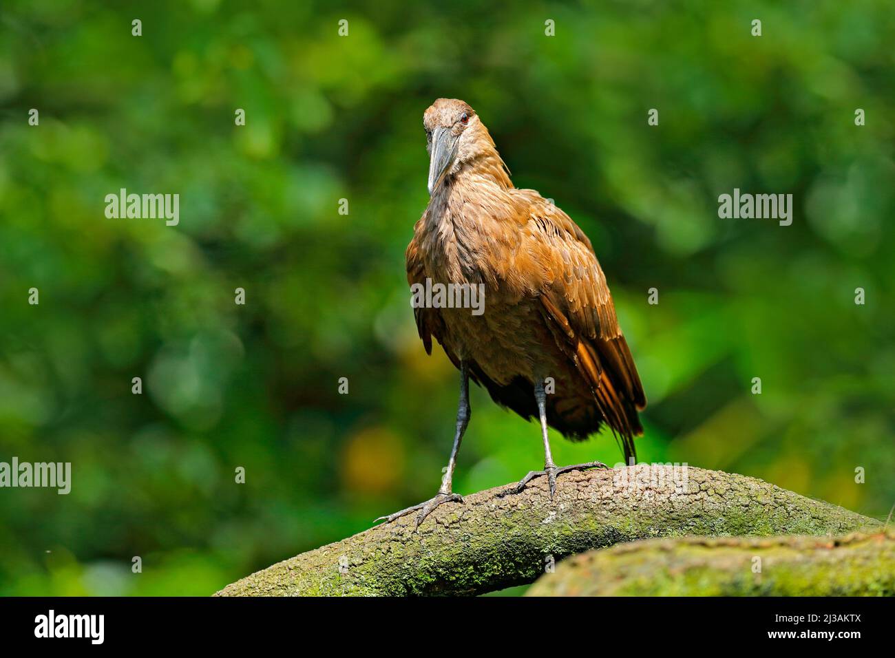 Hamerkop, Scopus umbretta, in the nest. Bird building nest with branch ...