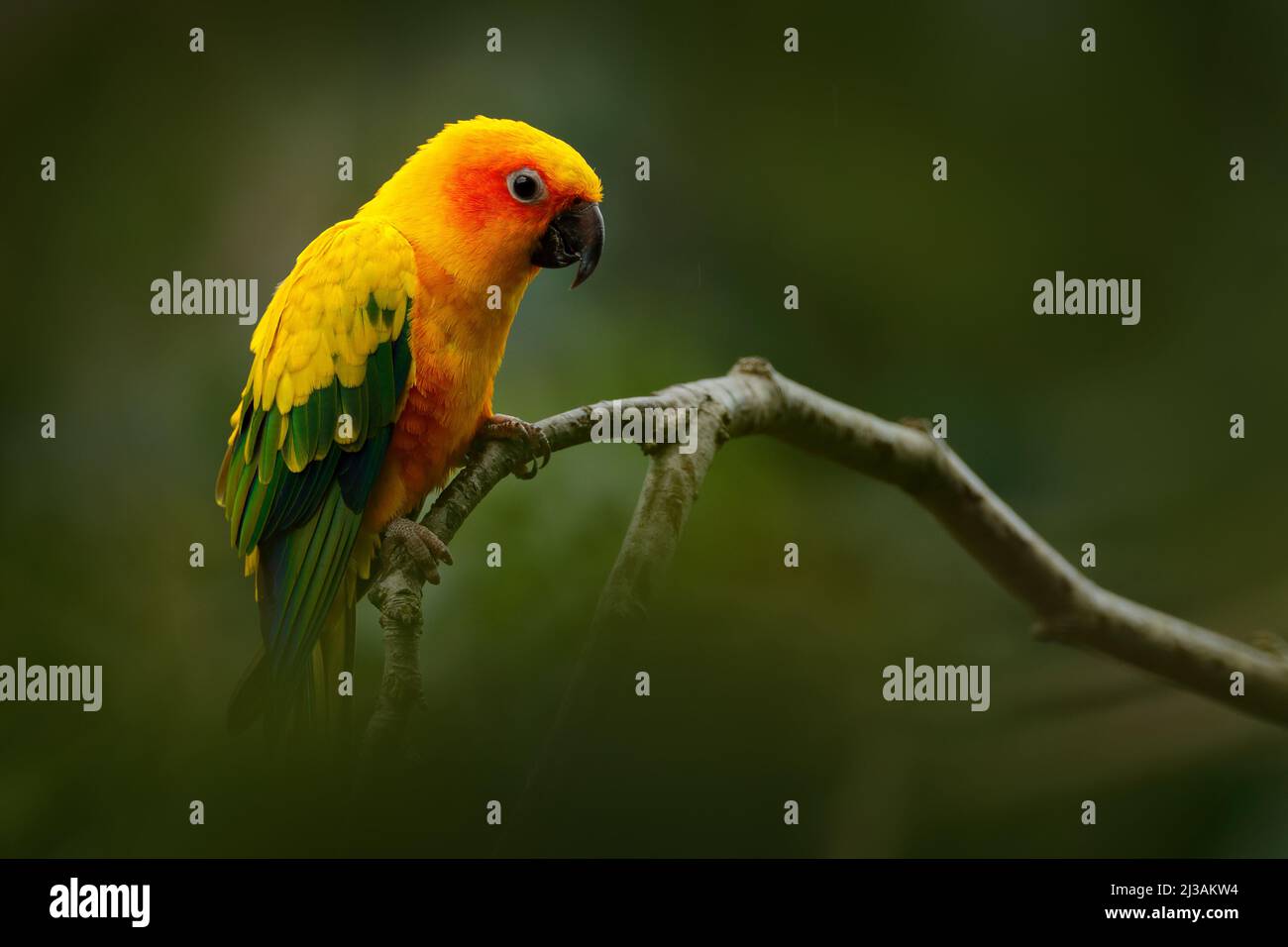 Yellow bird. Sun Parakeet, Aratinga solstitialis, rare parrot from ...