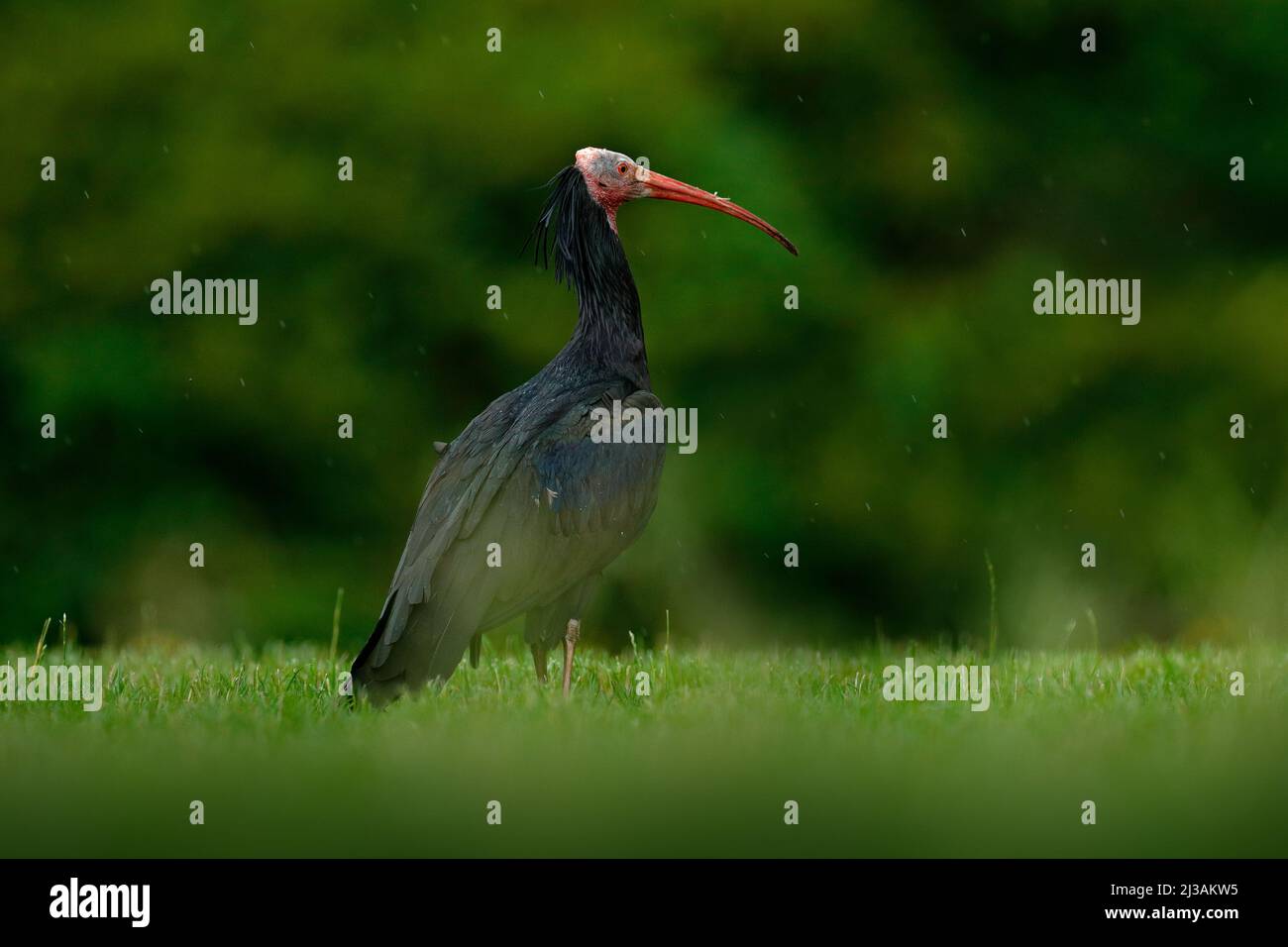 Northern Bald Ibis Geronticus eremita, exotic bird in the nature ...