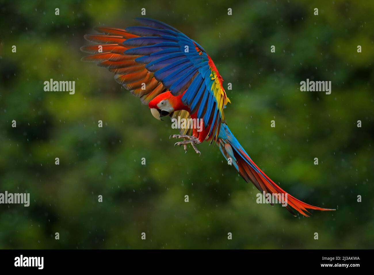 Wildlife scene from tropic nature. Red bird in the forest. Parrot ...