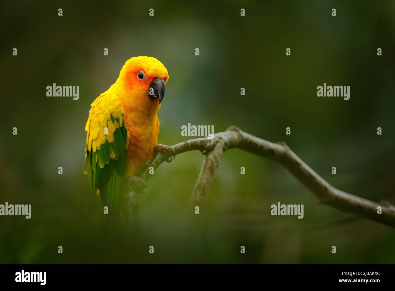 Rare parrot hi-res stock photography and images - Alamy