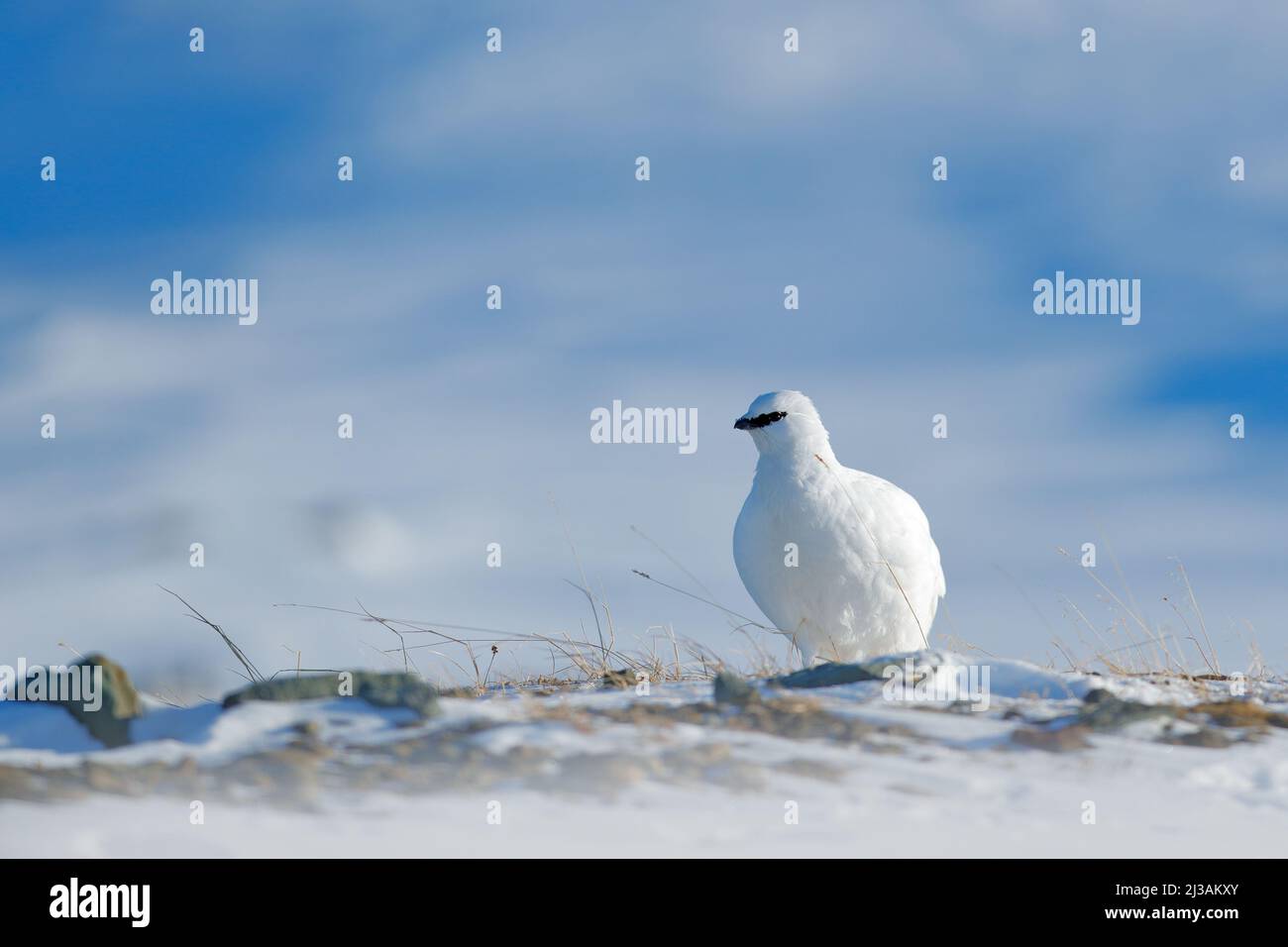 Rock Ptarmigan, Lagopus mutus, white bird sitting on snow, Norway. Cold ...