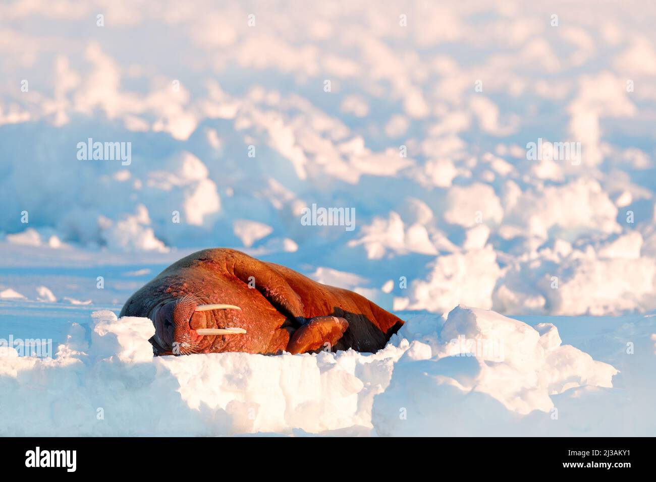 The snowy arctic landscape hi-res stock photography and images - Alamy