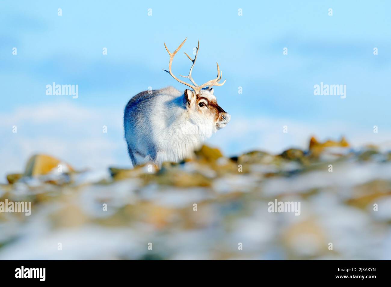 Winter landscape with reindeer. Wild Reindeer, Rangifer tarandus, with ...