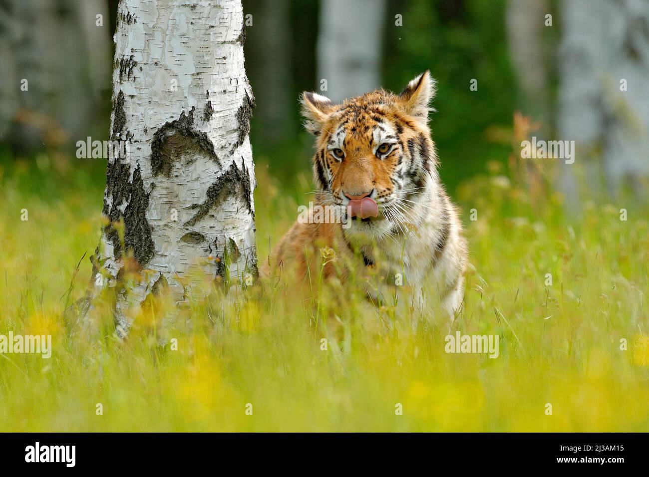 Summer with tiger, hidden in grass. Tiger with pink and yellow flowers ...