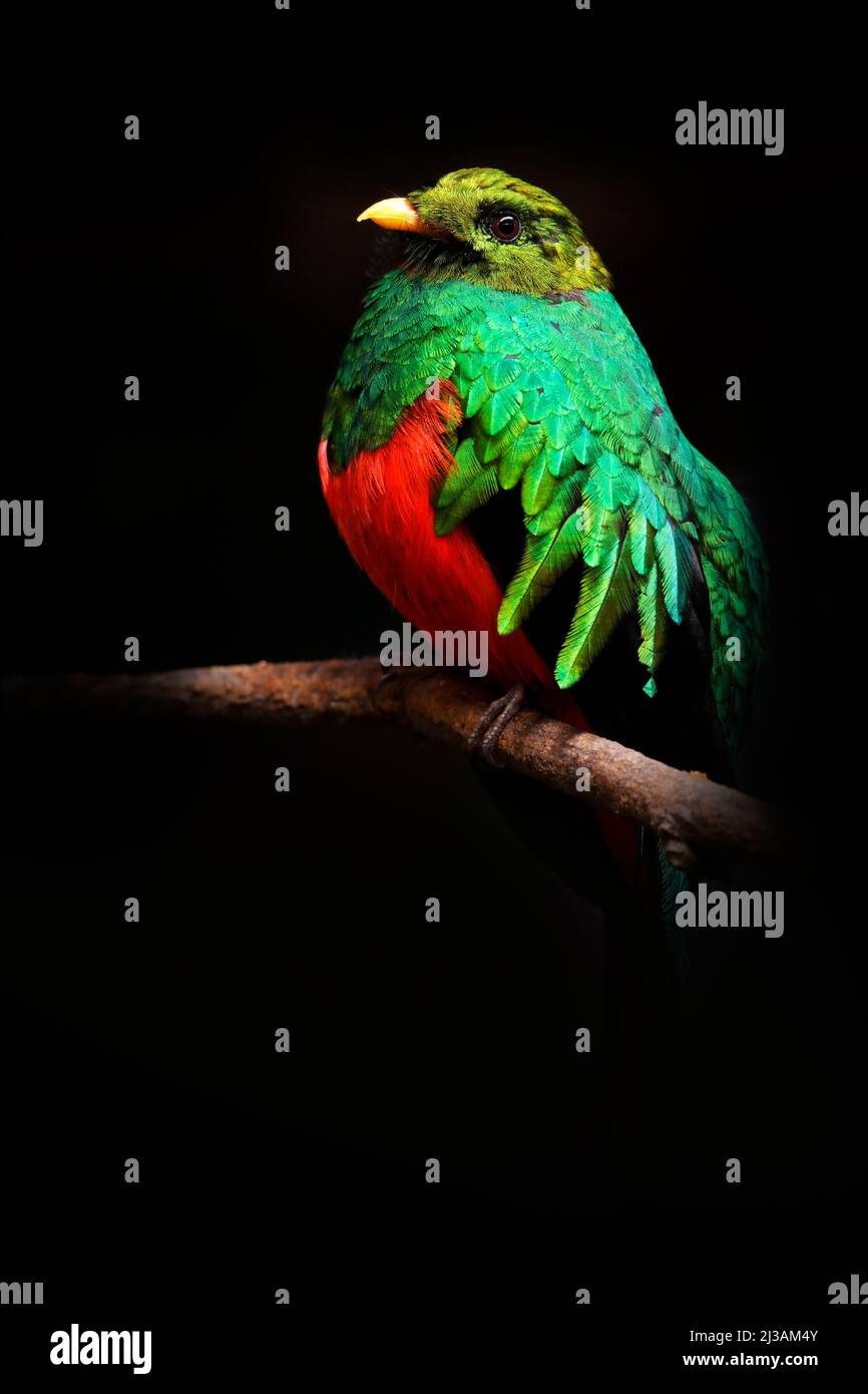 Golden-headed Quetzal, Pharomachrus auriceps, Magnificent sacred green ...