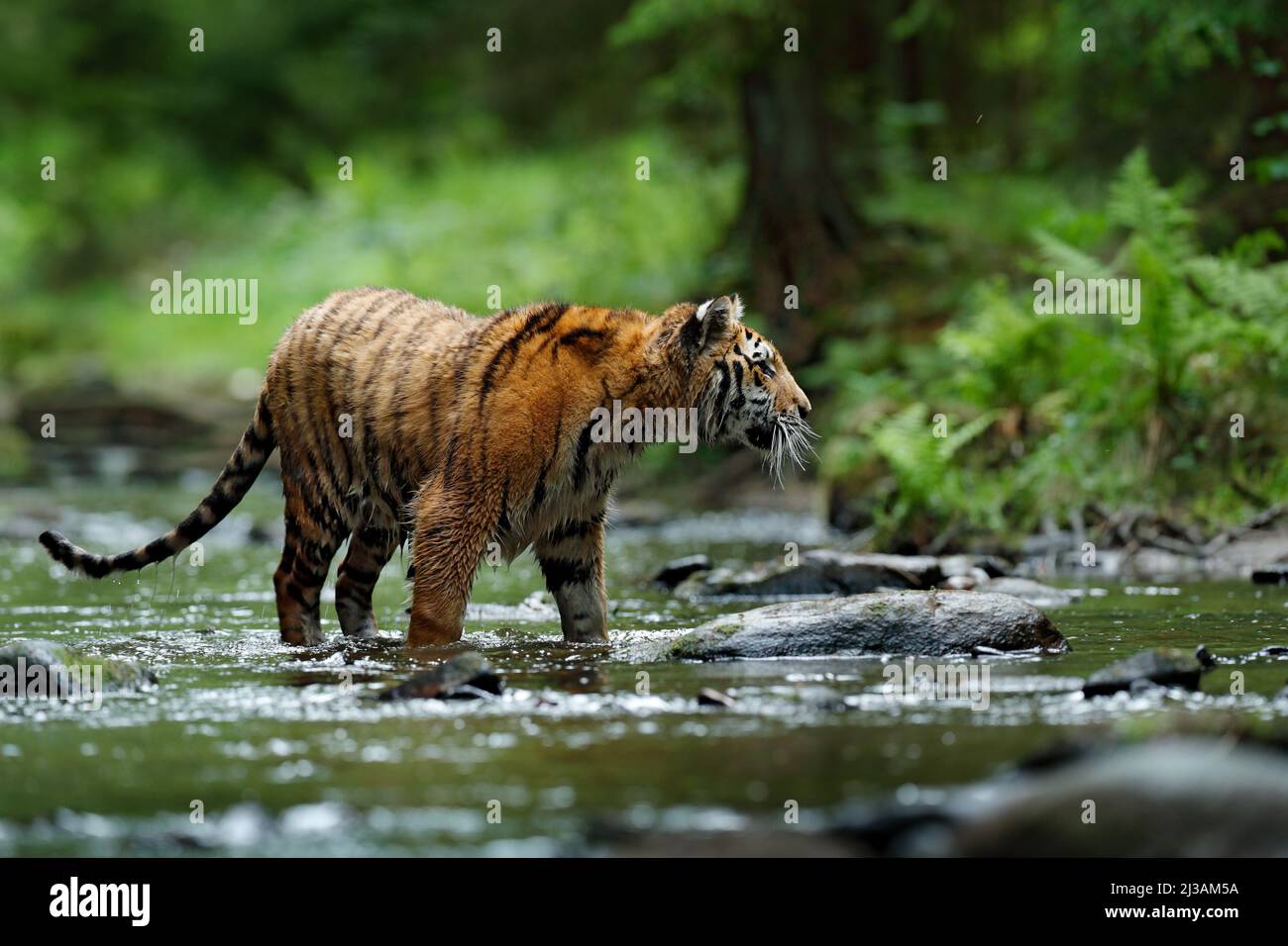 Tiger in the river. Tiger action wildlife scene, wild cat, nature ...
