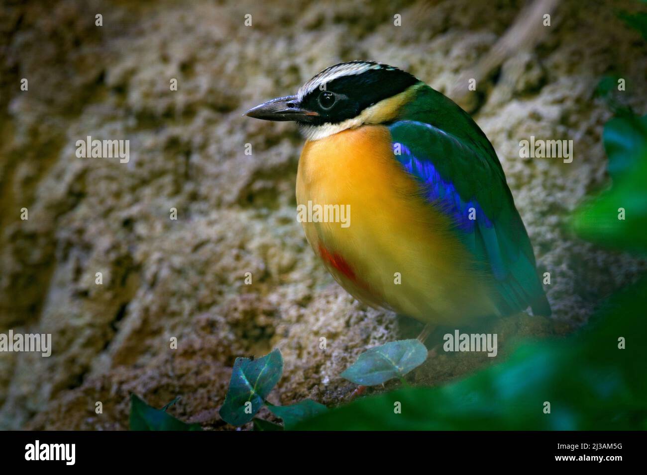 Blue-winged Pitta, Pitta moluccensis, in beautiful nature habitat ...
