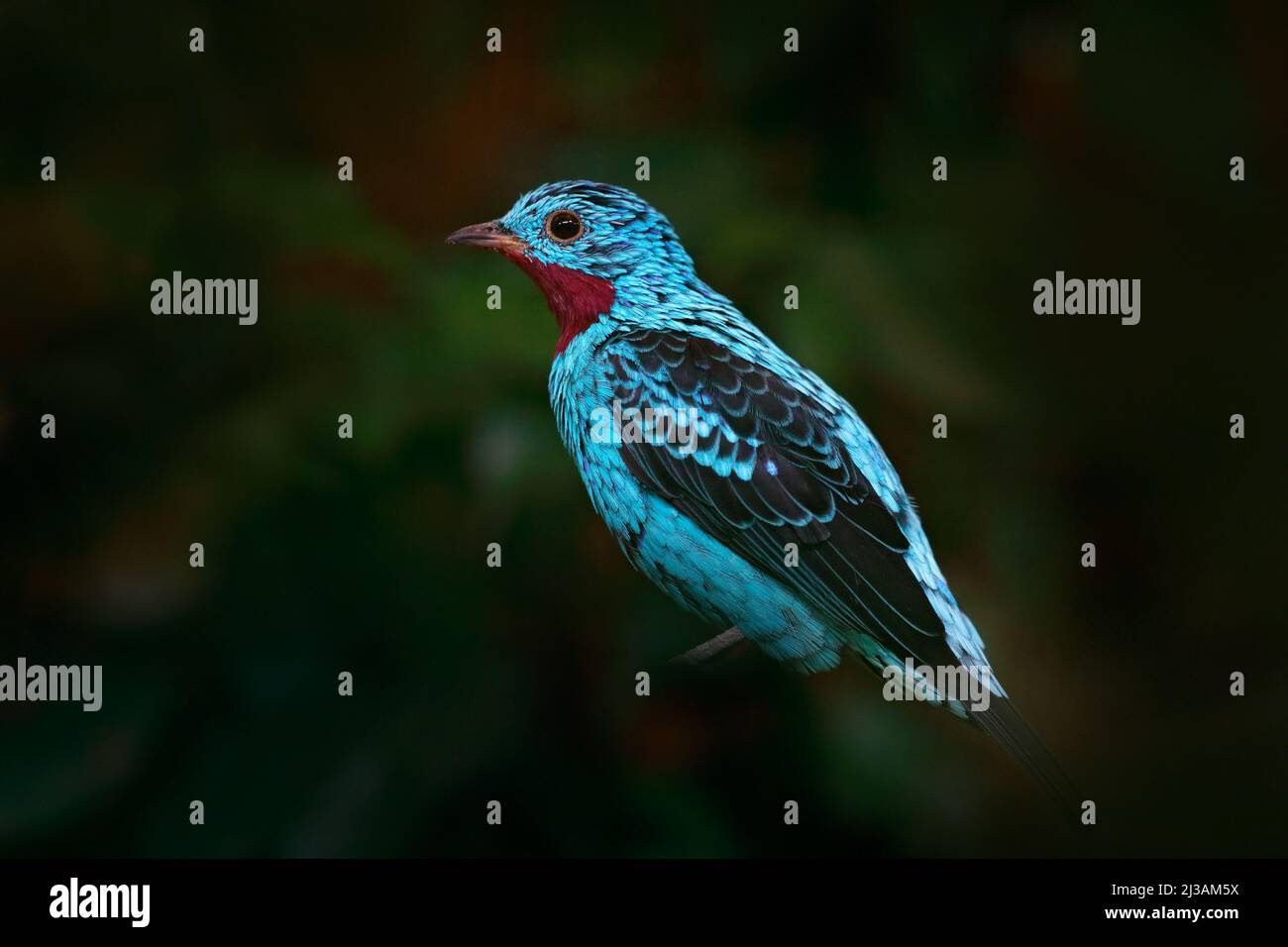Spangled Cotinga, Cotinga cayana, exotic rare tropic bird in the nature ...