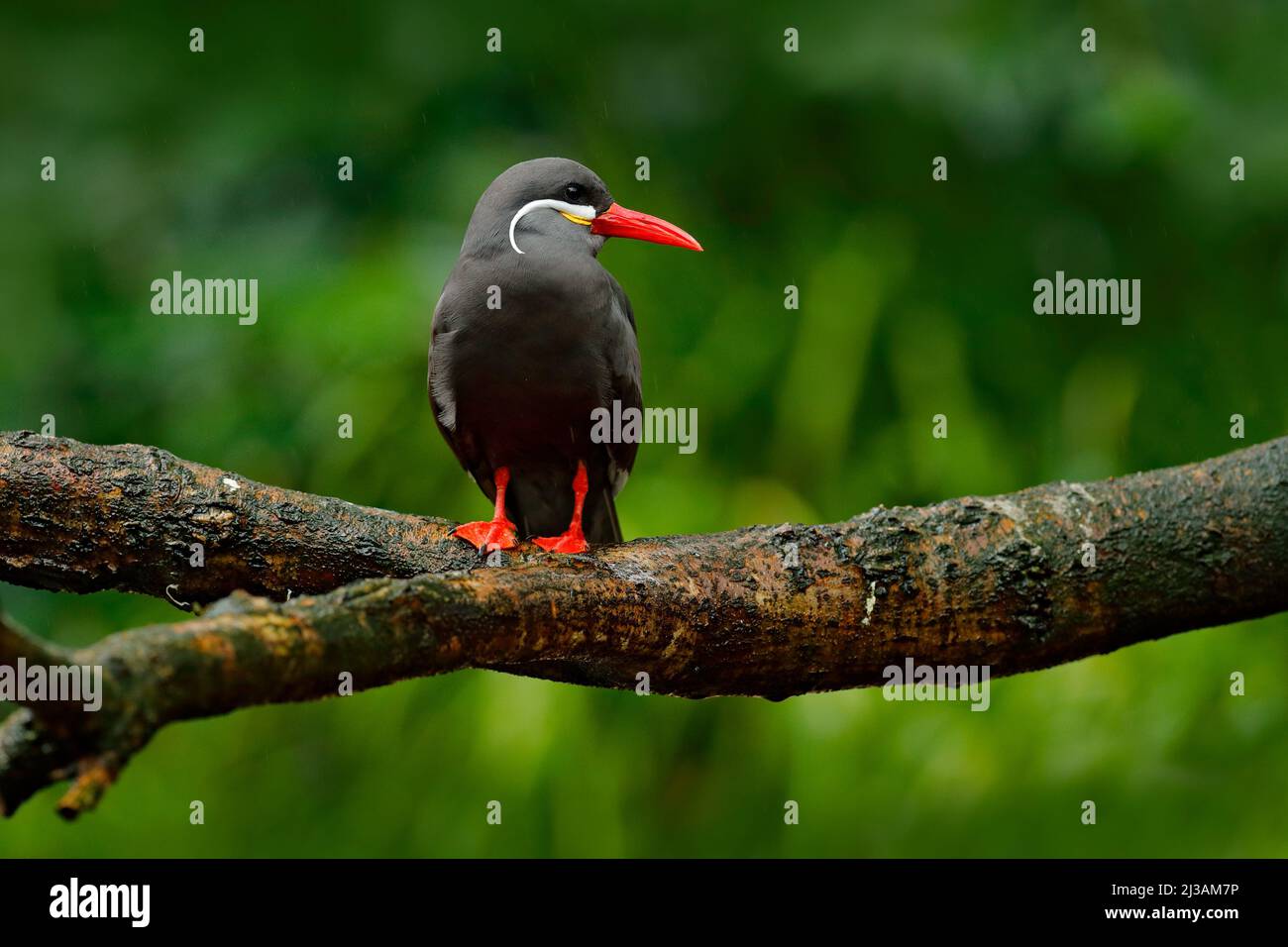 Black Inca Tern, red bill, Peru. Inca Tern, Larosterna inca, bird on ...