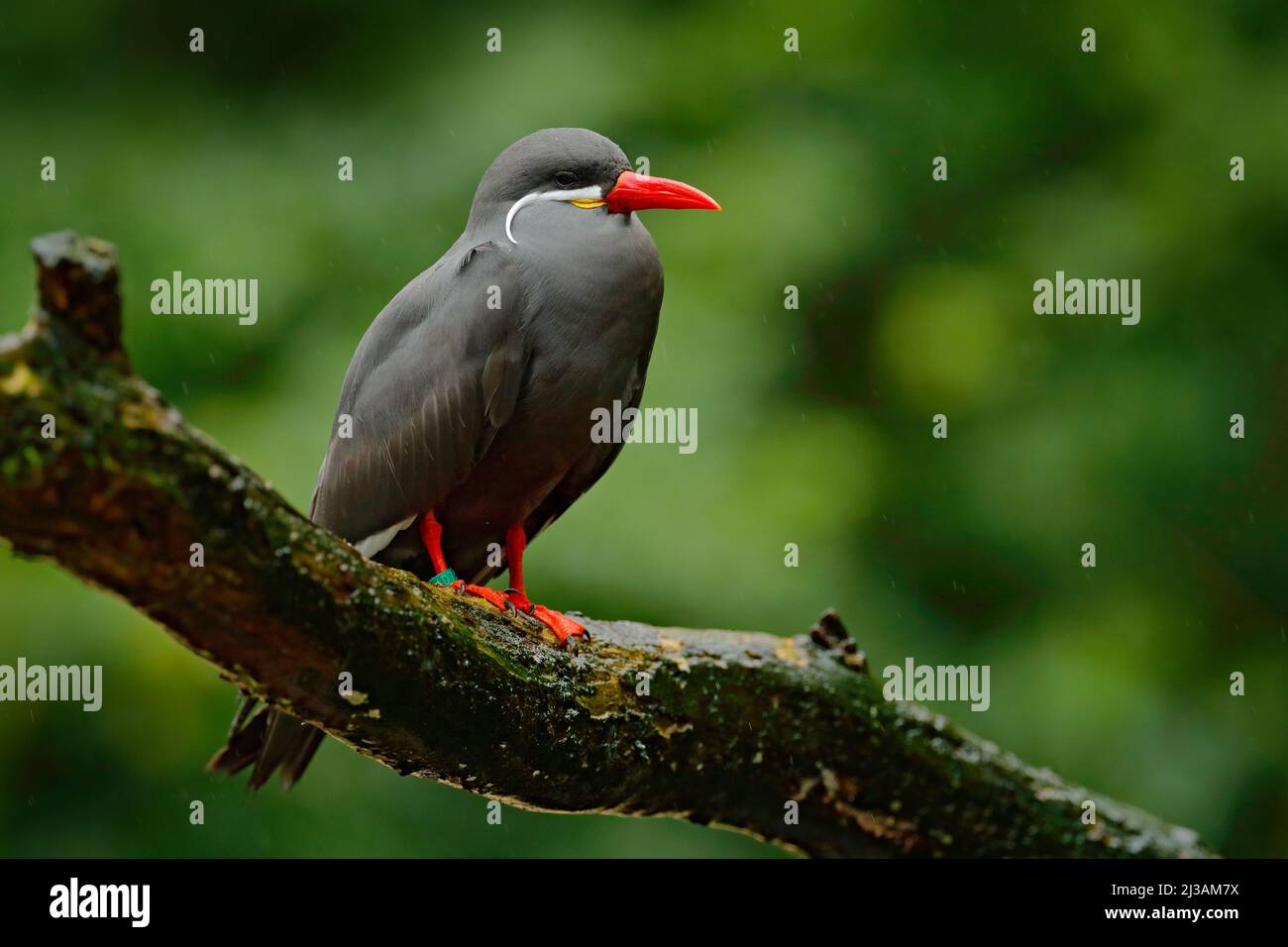 Inca Tern, Larosterna inca, bird on the tree branch. Tern from Peruvian ...