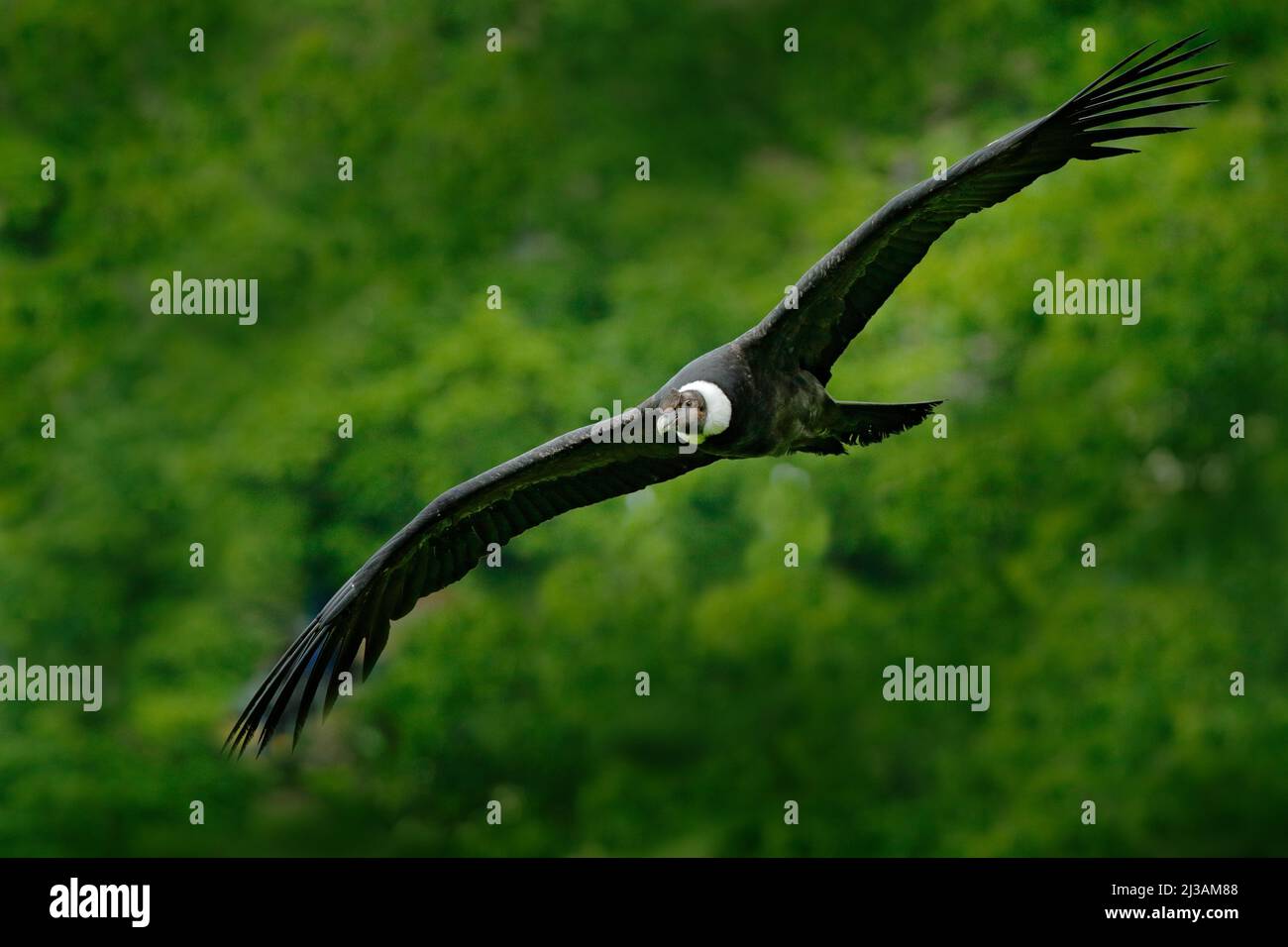 Andean condor, Vultur gryphus, big birds of prey flying above the ...