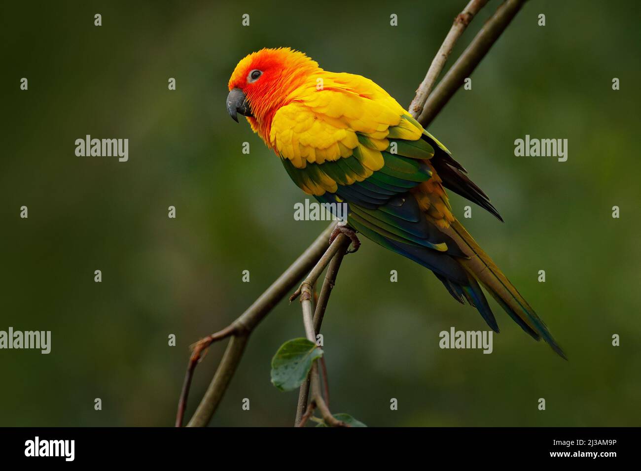 Rare Yellow Parakeet