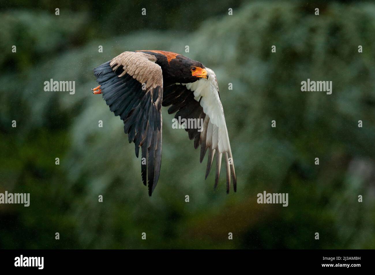 Bateleur Eagle, Terathopius ecaudatus, brown and black bird of prey fly ...