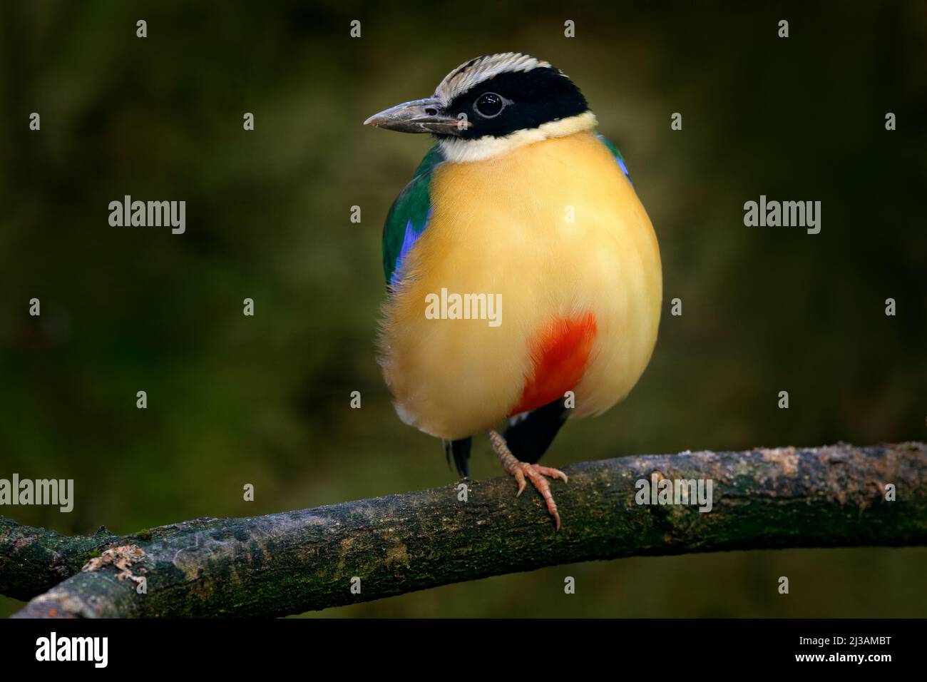 Blue-winged Pitta, Pitta moluccensis, in beautiful nature habitat ...