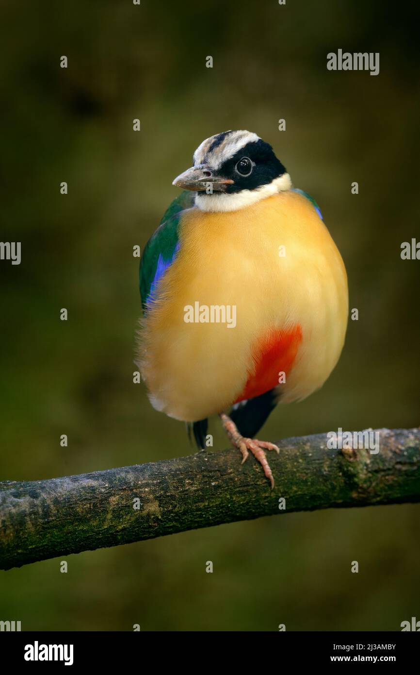 Blue-winged Pitta, Pitta moluccensis, in beautiful nature habitat ...