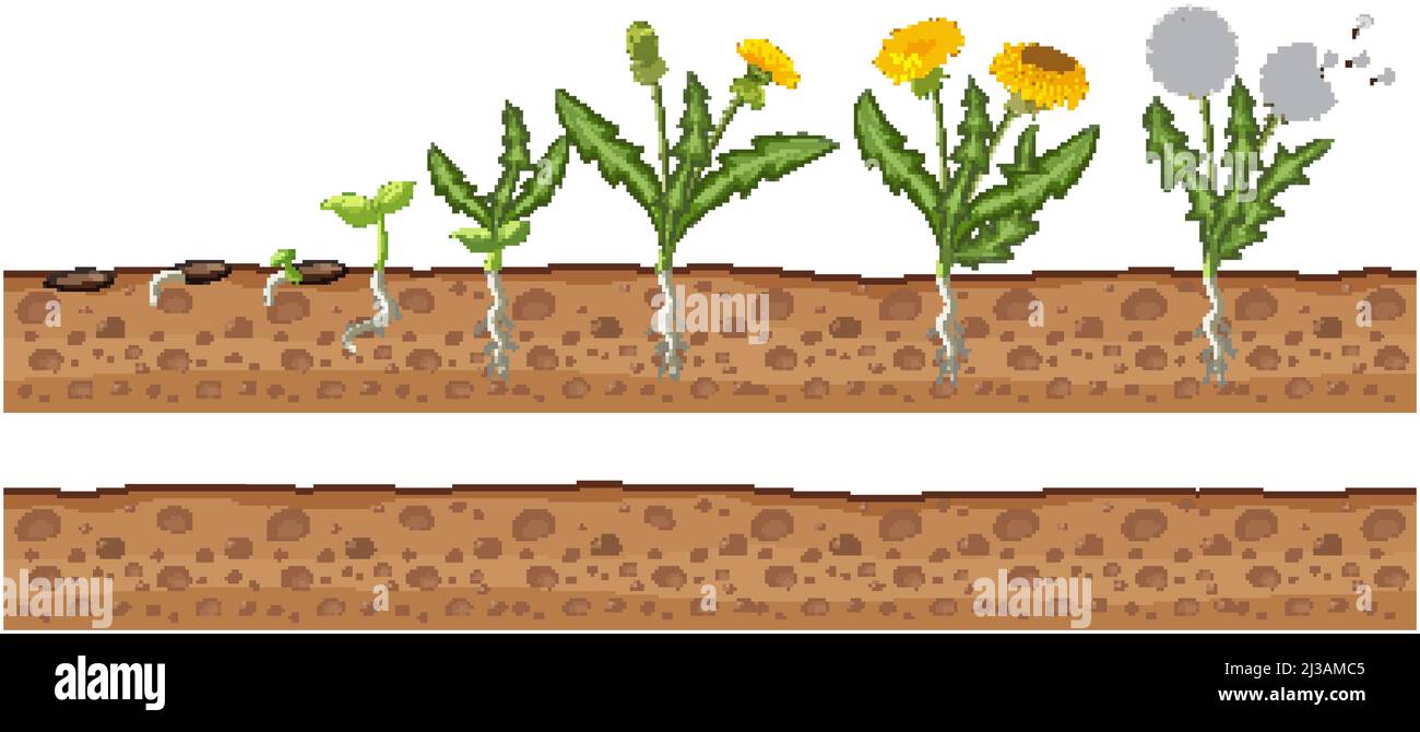 Set of dandelion life cycle illustration Stock Vector Image & Art - Alamy