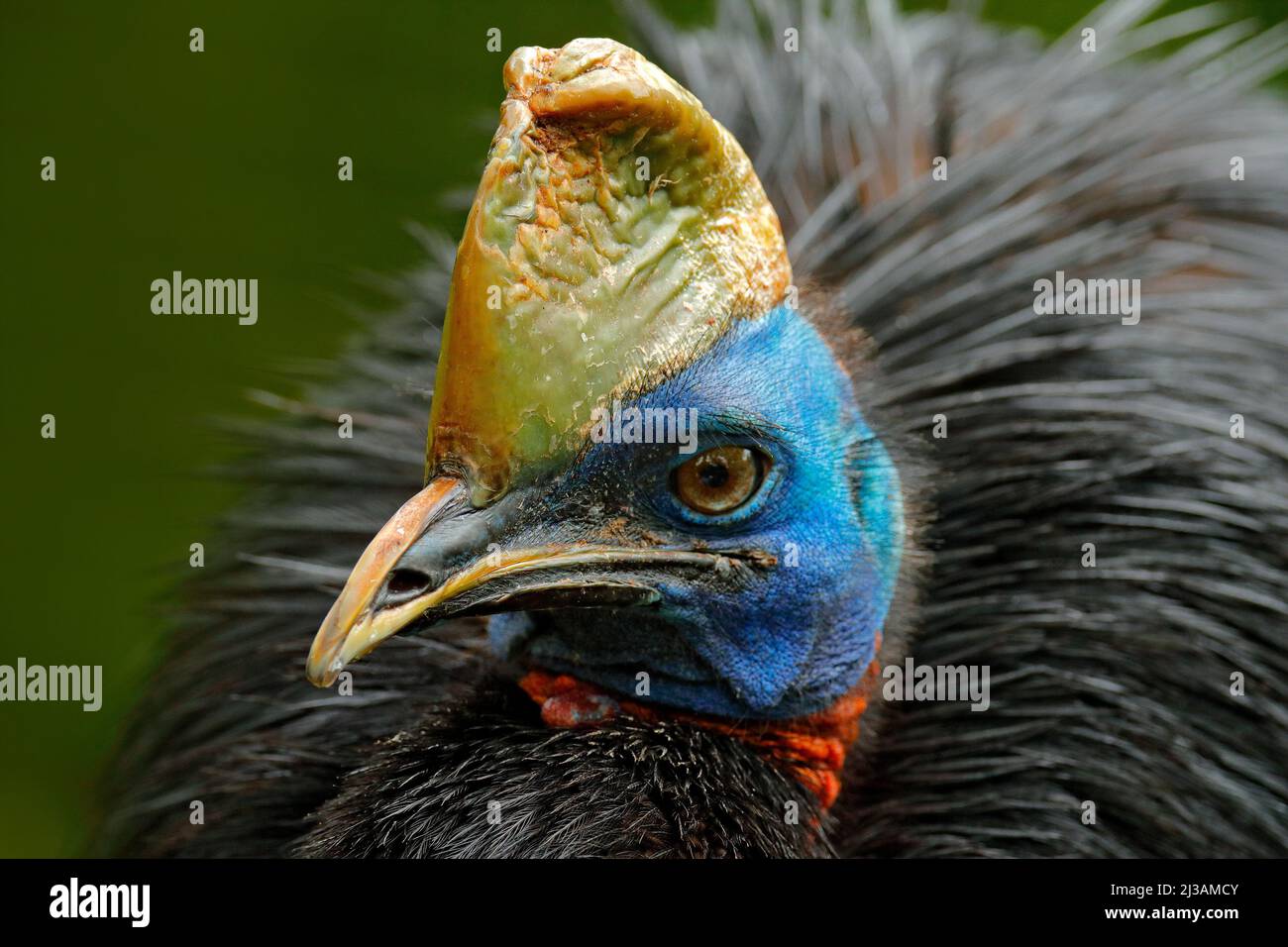 Southern cassowary, Casuarius casuarius, also known as double-wattled ...
