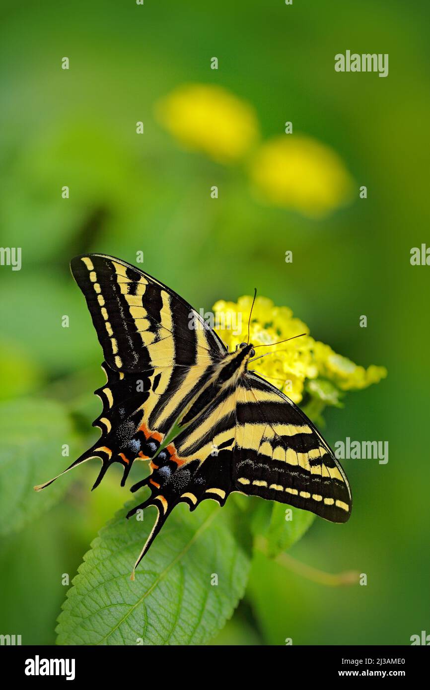 Bla bla bla malaysia hi-res stock photography and images - Alamy