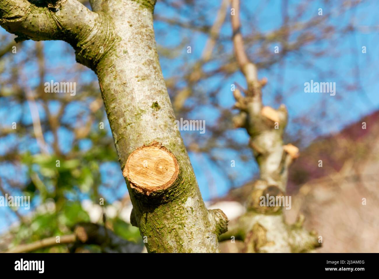 Pruned apple tree hi-res stock photography and images - Alamy