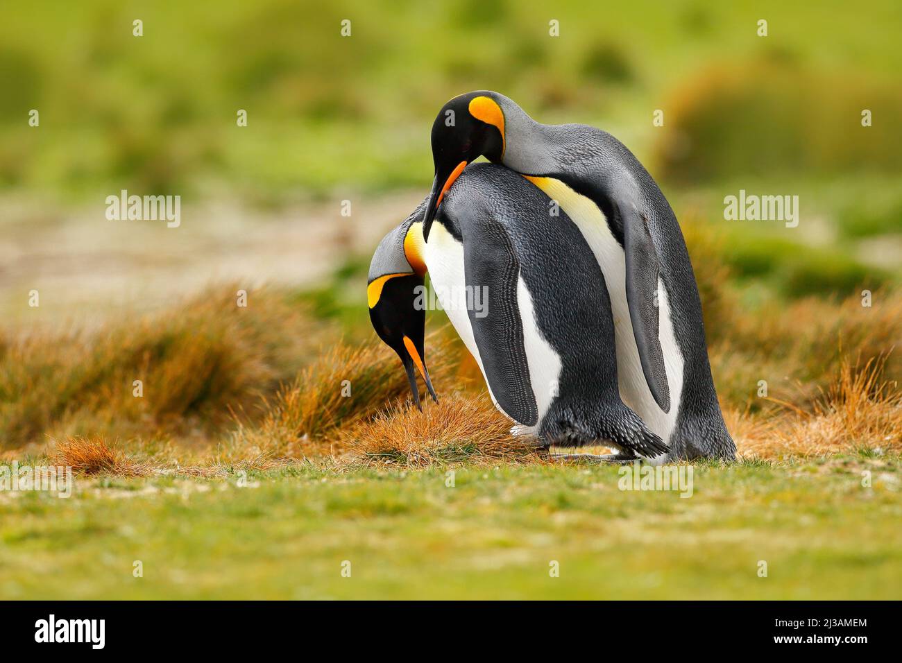 Bird love. King penguin couple cuddling, wild nature, green background ...