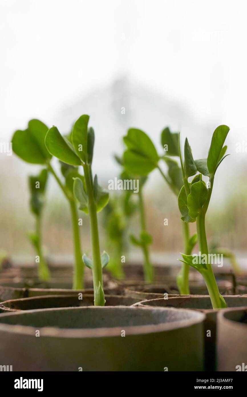 Sugar snap seedlings in toilet paper rolls in front of a window. Green ...