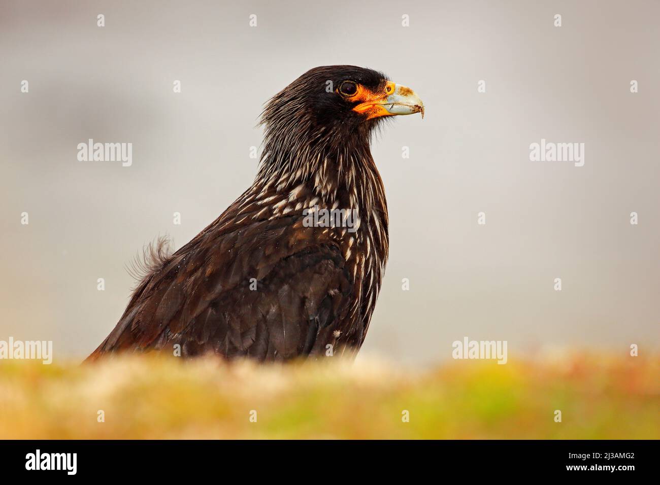 Caracara in the nature habitat. Detail portrait of caracara. Portrait ...