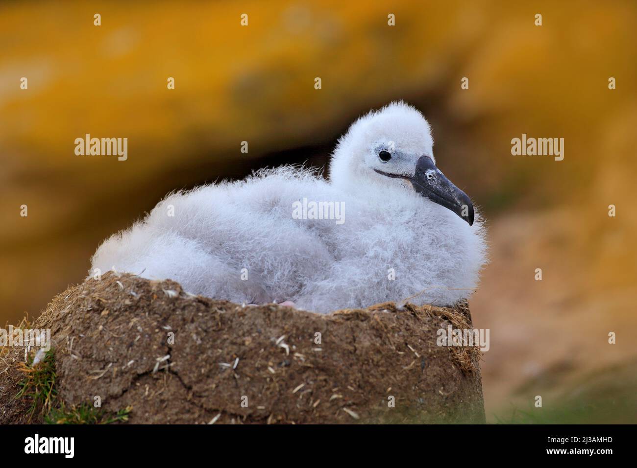 Small albatross in nest. Cute baby of Black-browed albatross ...