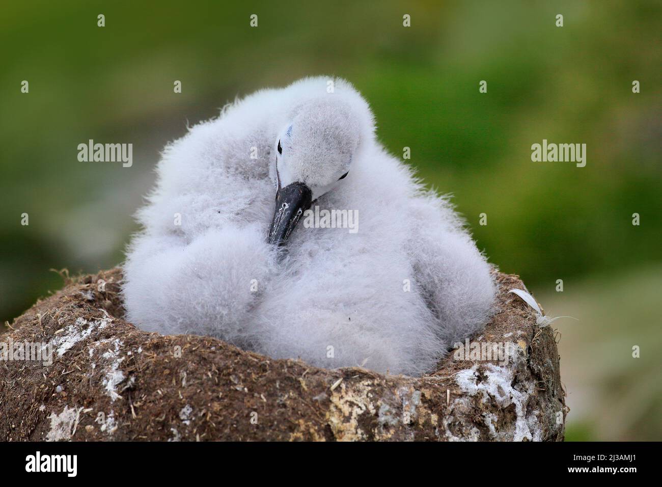 Cute baby of Black-browed albatross, Thalassarche melanophris, sitting ...
