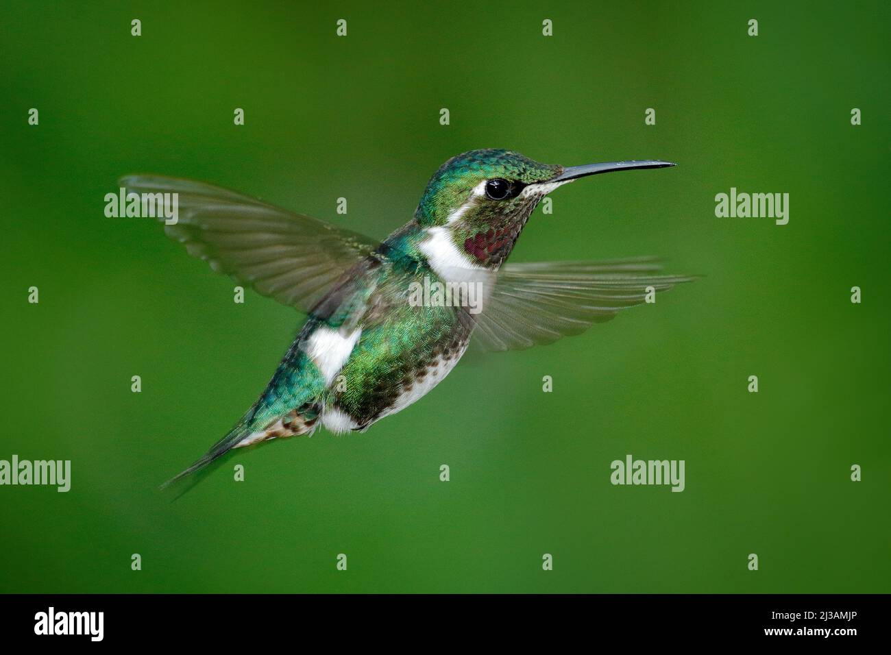 Small hummingbird. White-bellied Woodstar, Chaetocercus mulsant ...