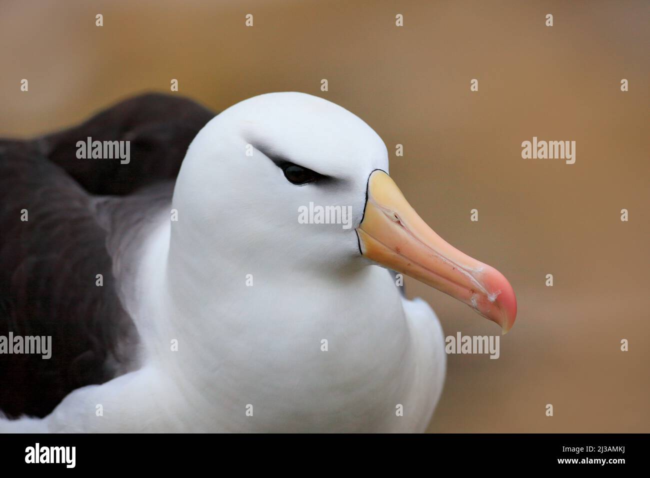 Close up face albatross hi-res stock photography and images - Alamy