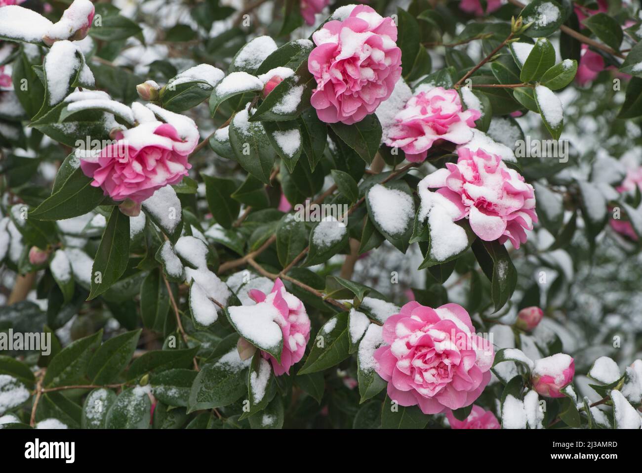 Camellia japonica snow hi-res stock photography and images - Alamy