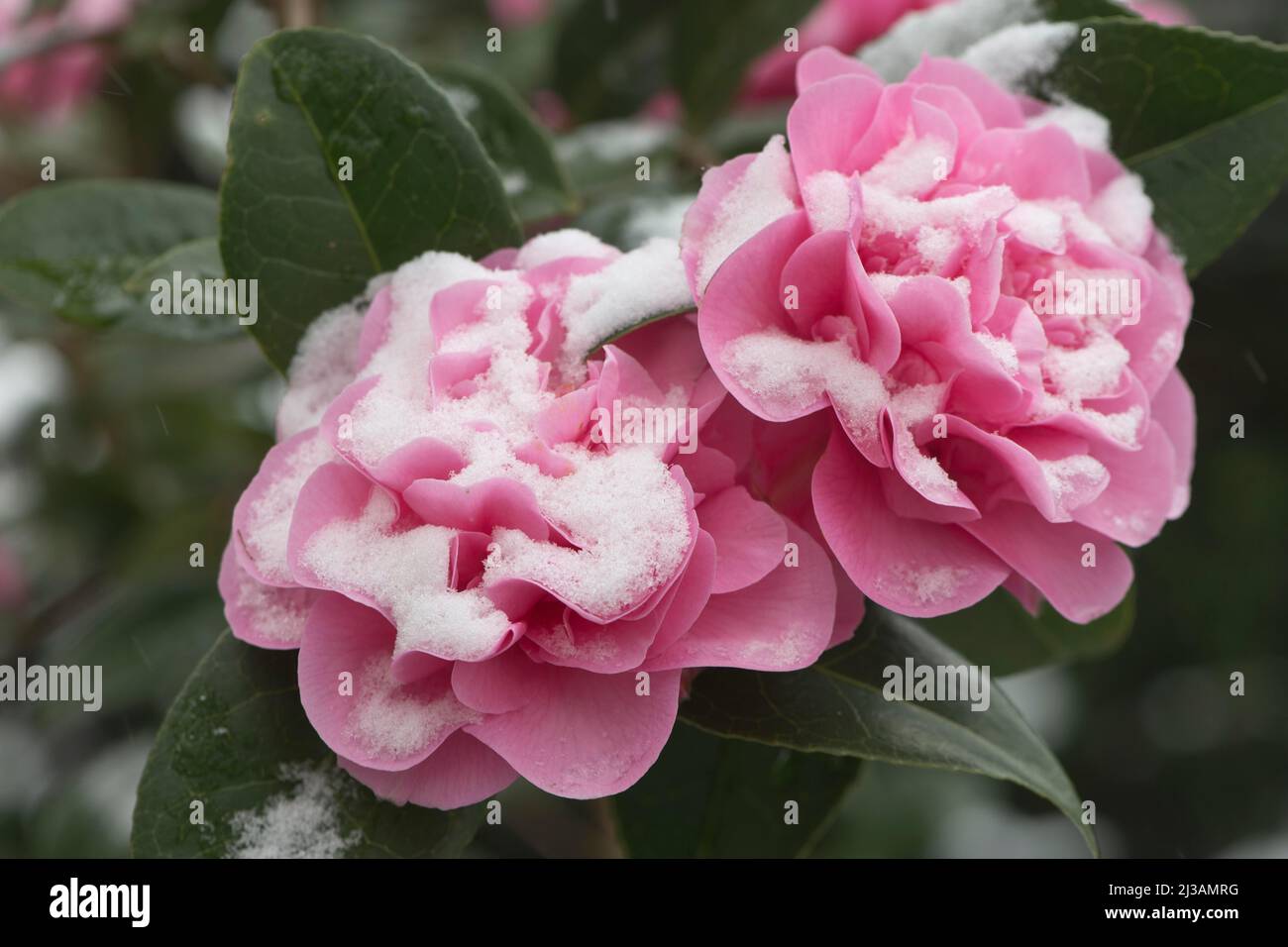 Camellia japonica snow hi-res stock photography and images - Alamy