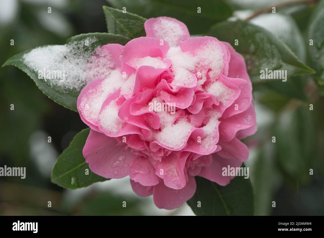 Camellia japonica snow hi-res stock photography and images - Alamy