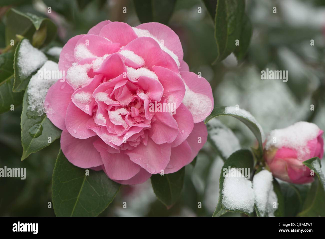 Camellia japonica snow hi-res stock photography and images - Alamy