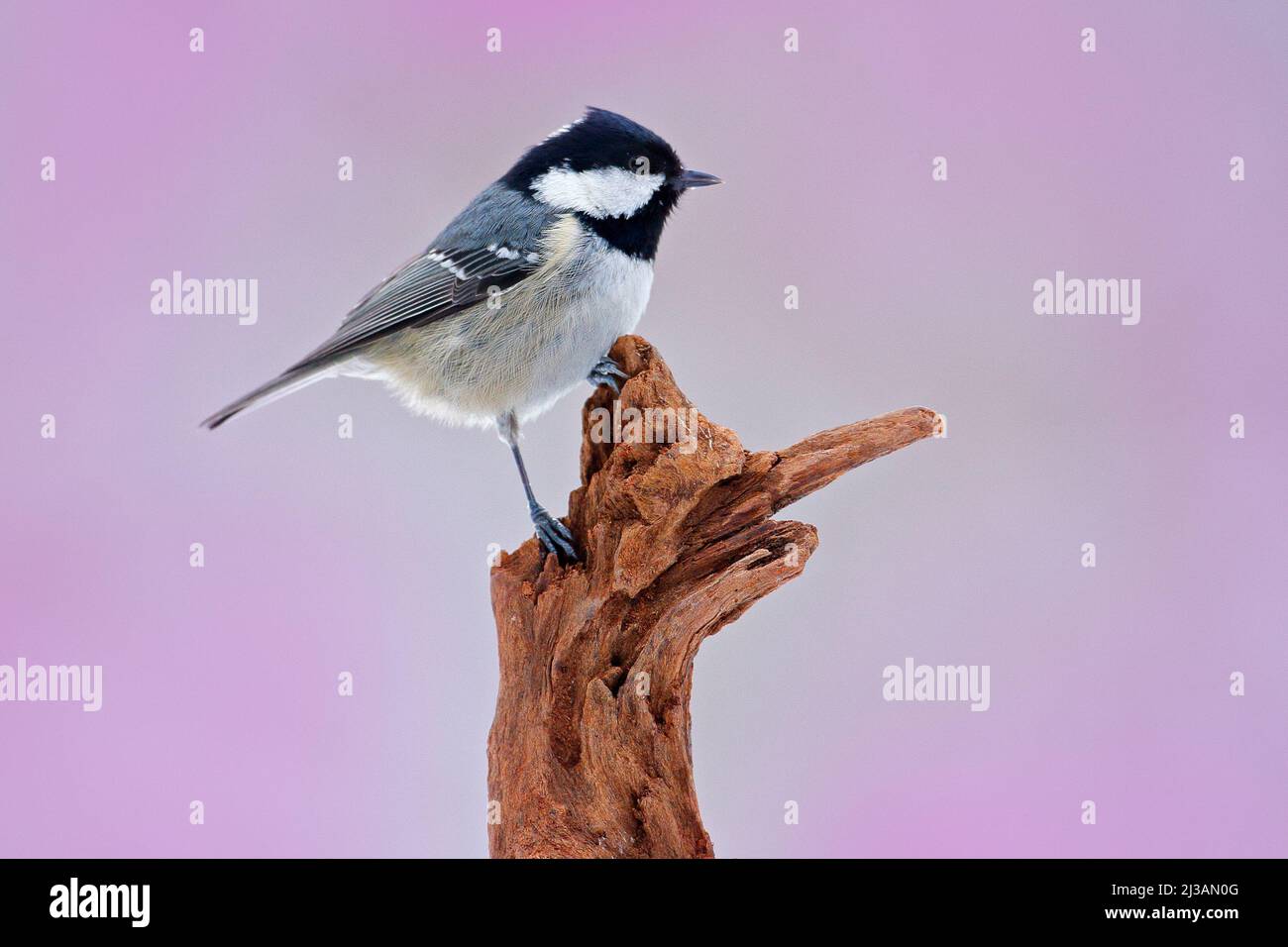 Song bird with pink background. Coal Tit, songbird sitting on beautiful ...