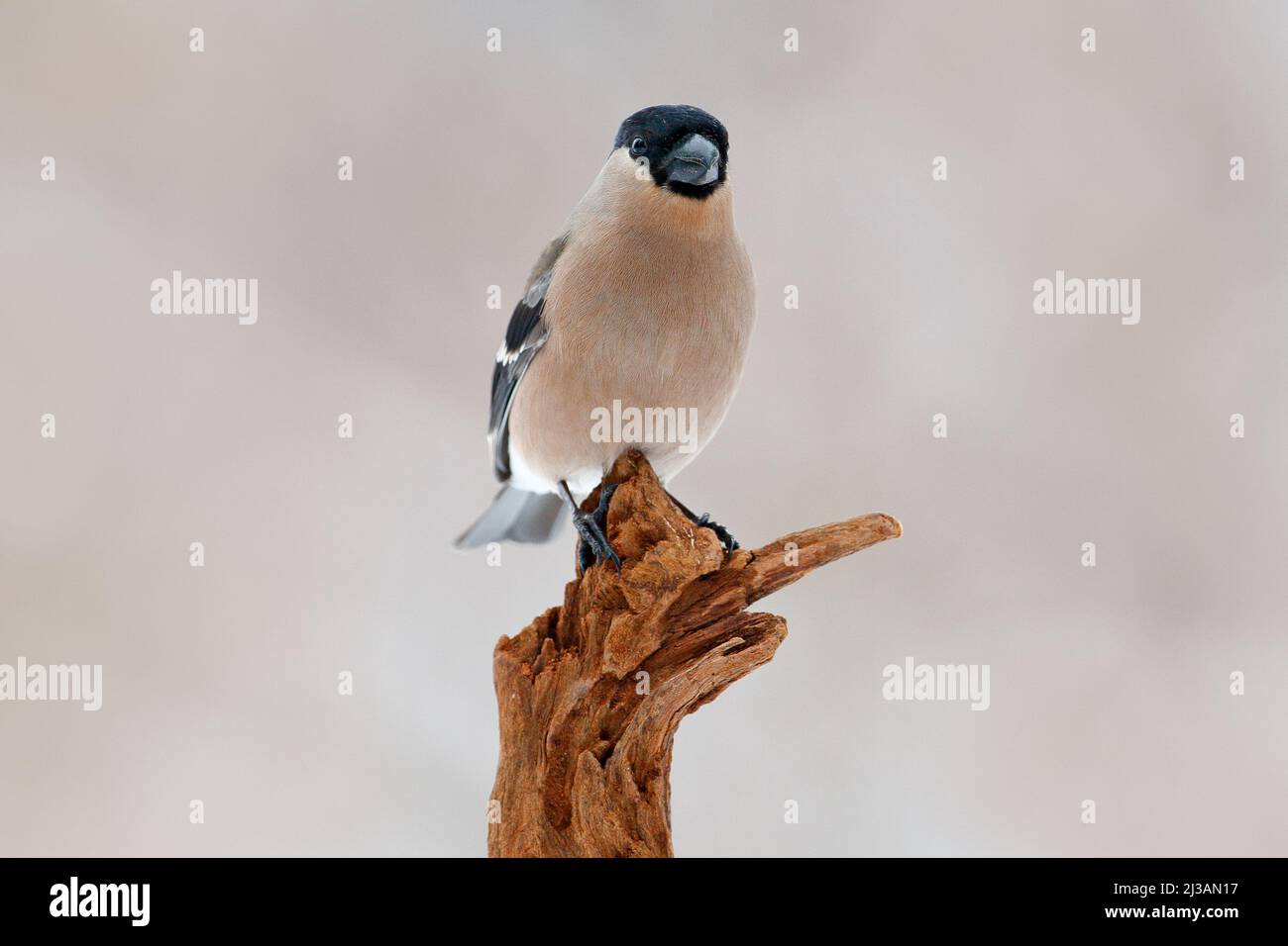 Bullfinch, Pyrrhula pyrrhula, sitting on brown lichen branch, Sumava ...