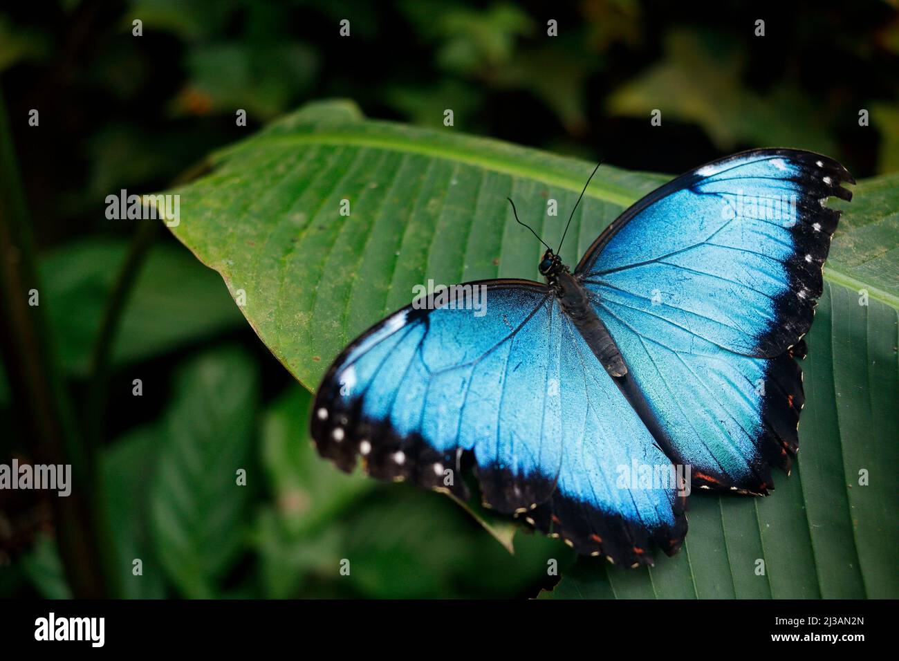 Blue butterfly from Mexico Stock Photo - Alamy