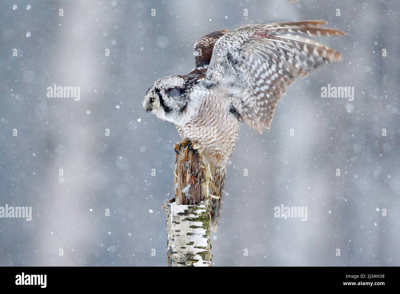 Hawk Owl in fly with snowflake during cold winter. Wildlife scene from ...