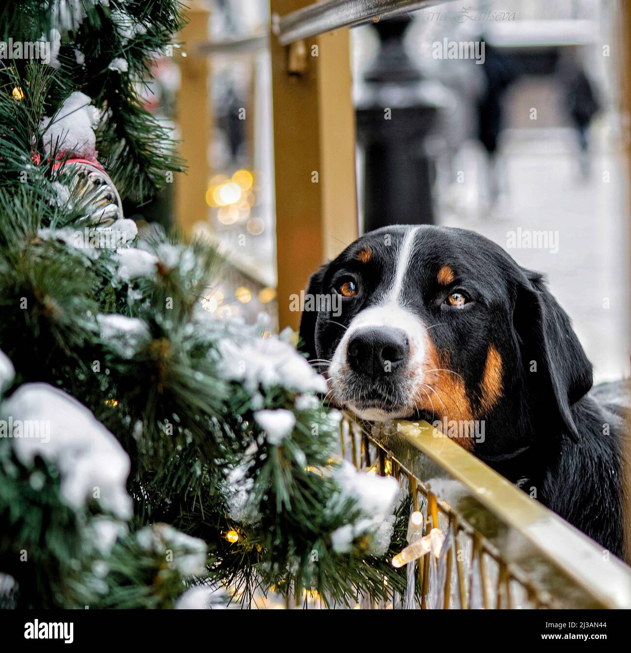 Great swiss dog hi-res stock photography and images - Alamy