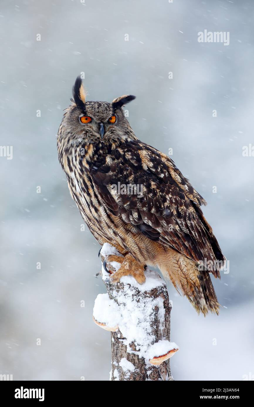 First snow with bird. Winter with big white beautiful owl. Wildlife ...