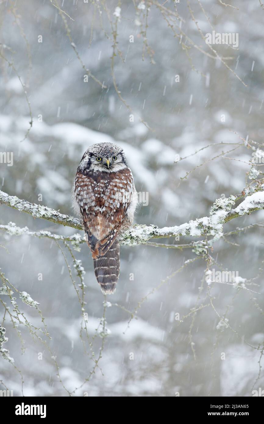 Winter with owl. Owl from Sweden. Hawk Owl sitting on the larch in cold ...