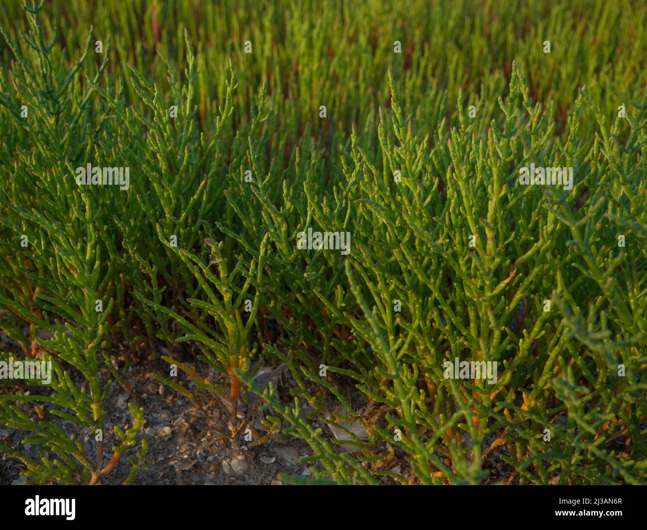 Salicornia plants at the seashore Stock Photo - Alamy