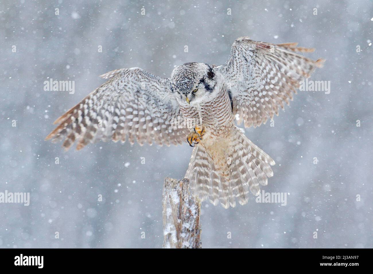 Flying Hawk Owl with snow flake during cold winter. Owl landing in tree ...
