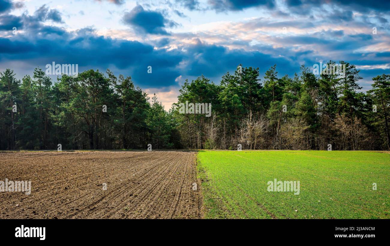 Brown and green forest hi-res stock photography and images - Alamy