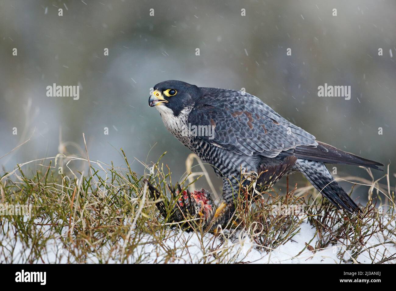 Peregrine Falcon, bird of prey sitting in grass during winter with snow ...